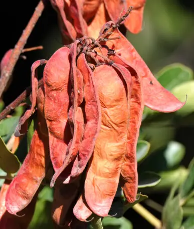 Daily Harvest’s toxic tara flour ingredient sent customers to the ER