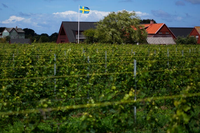 How Sweden's young wine industry is taking advantage of global warming