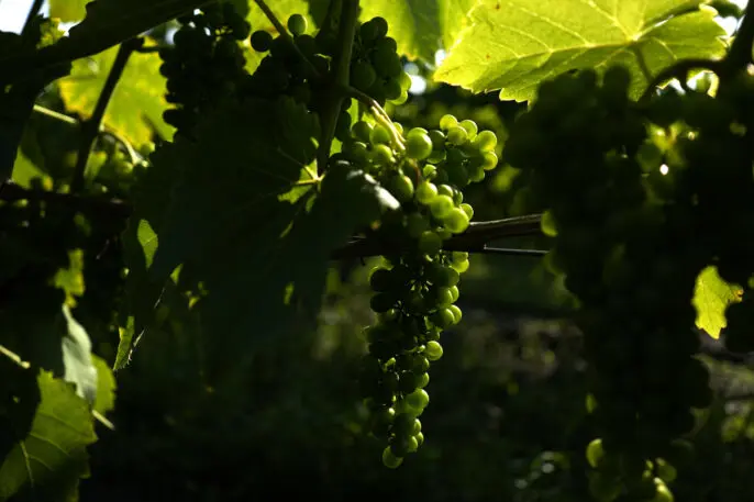 How Sweden's young wine industry is taking advantage of global warming