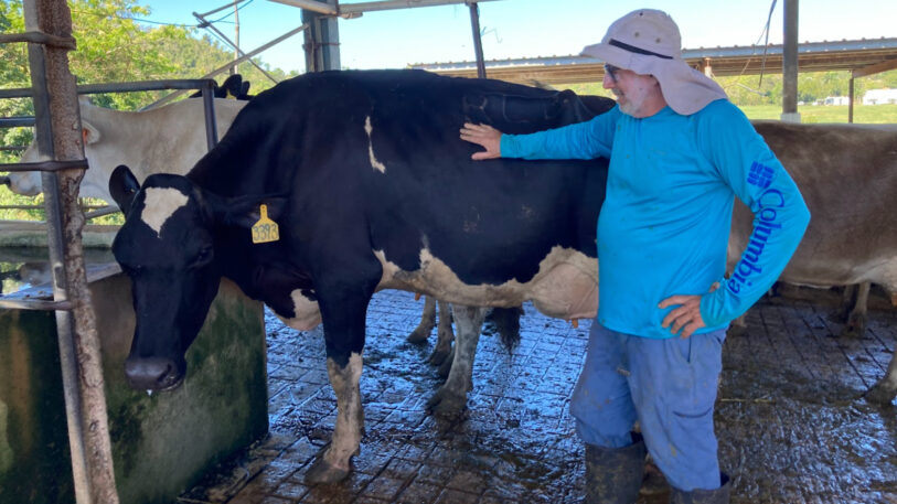 Farmers are breeding heat-resistant cows