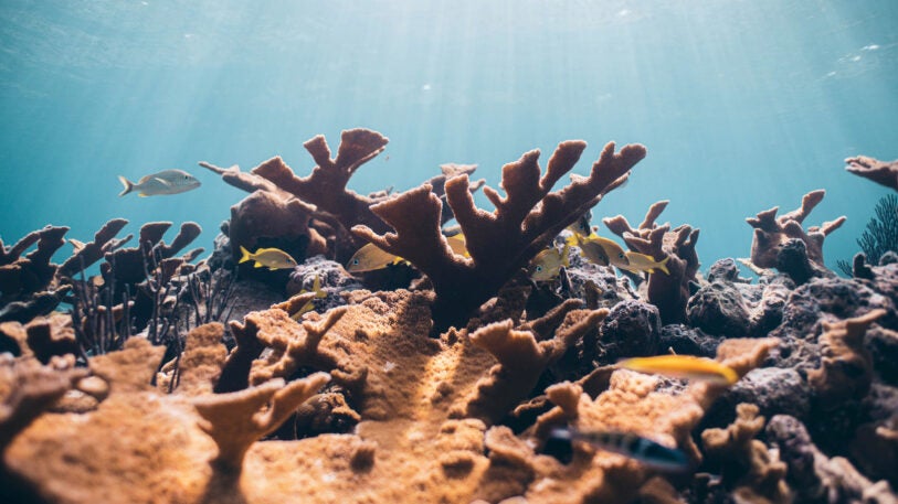 How Coral Vita raced to save coral reefs as ocean temperatures spiked