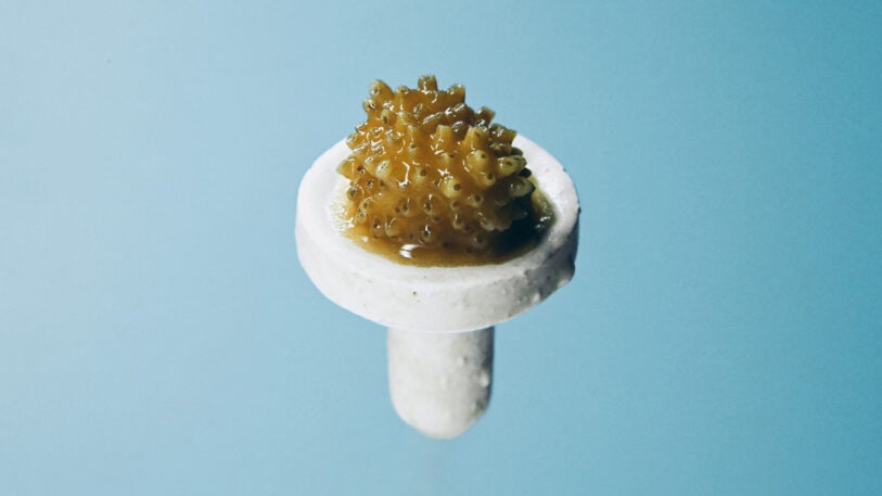 How Coral Vita raced to save coral reefs as ocean temperatures spiked