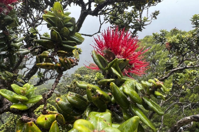 There's another wildfire burning in Hawaii. This one is destroying a ...