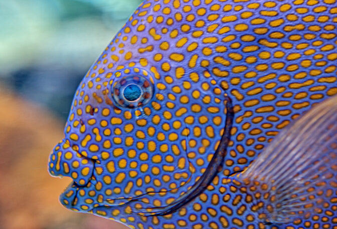 Why do animals have patterns? New research explains