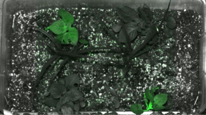 How to detect radiation with a plant-based sensor