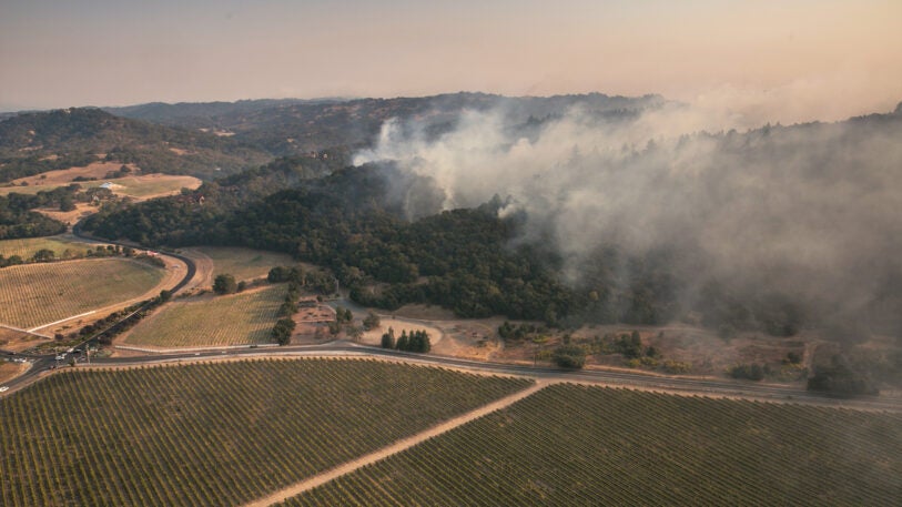 What is smoke taint? How wildfires impact