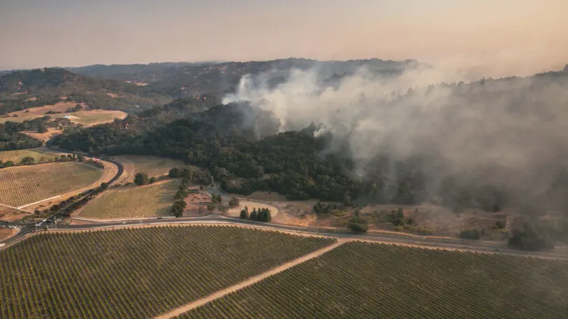 What is smoke taint? How wildfires impact