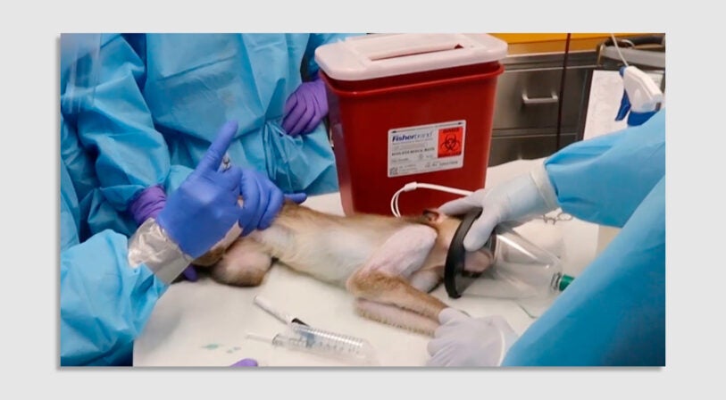 Why Big Pharma keeps testing drugs on long-tailed macaques
