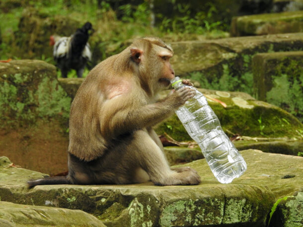 Why Big Pharma keeps testing drugs on long-tailed macaques