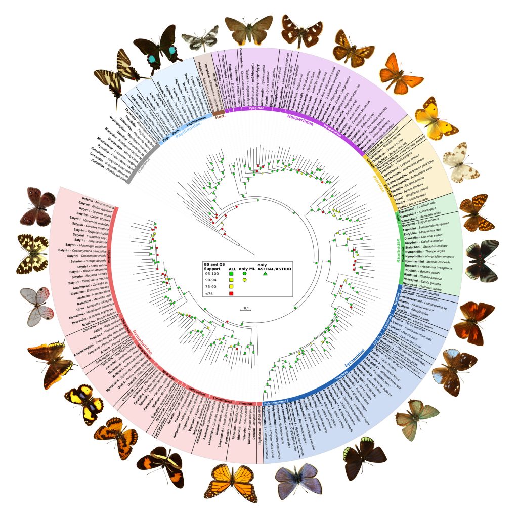 The Most Comprehensive Map Of Butterfly Evolution Ever - Fast Company
